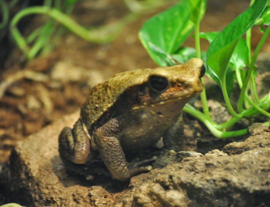 ZOOTOGRAFIANDO (MI COLECCIÓN DE FOTOS DE ANIMALES): SAPO DORADO ...