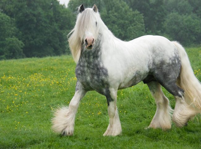 Cavalos Exóticos / Exotic Horses: Gypsy Vanner / Irish Cob / Tinker