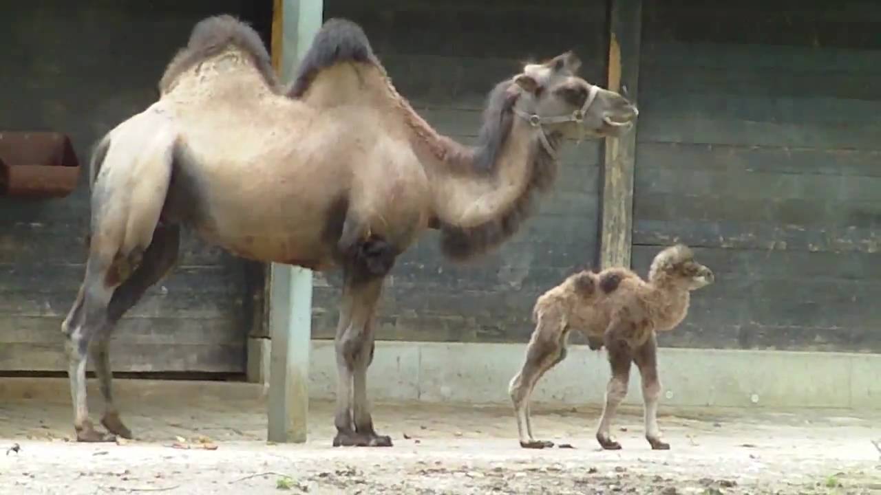 Mom And Baby Camel