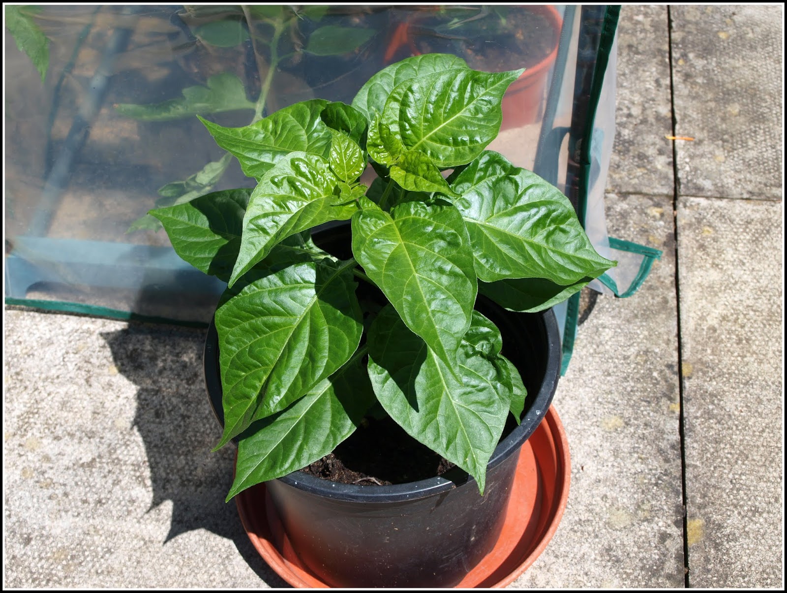 Mark's Veg Plot: Chilli update