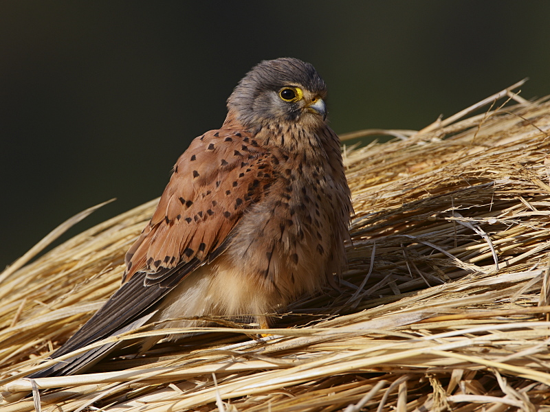 Kestrel | The Life of Animals