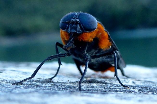 Chaqueta Amarilla:::.-.-.: Tábano negro o coliguacho