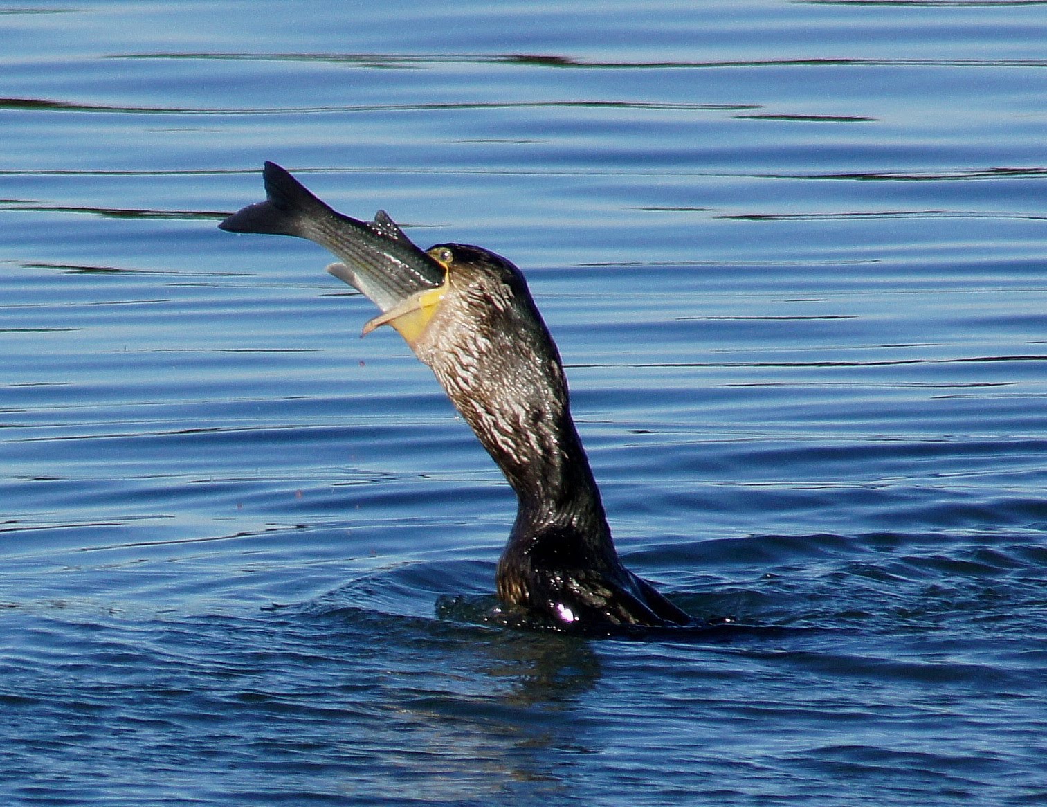 lagatera: Los cormoranes y los ríos trucheros