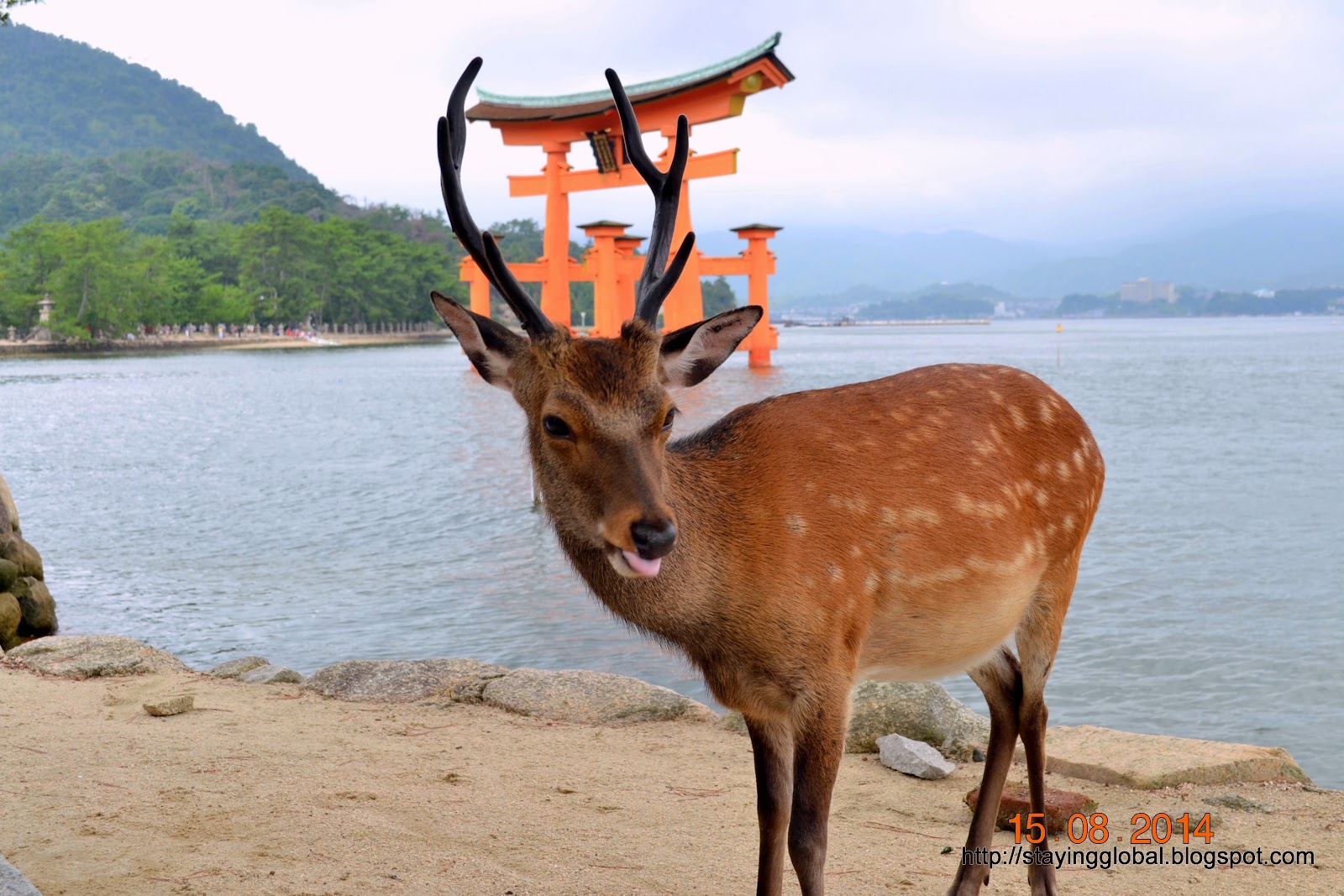 A Global Life: Miyajima : An Introduction