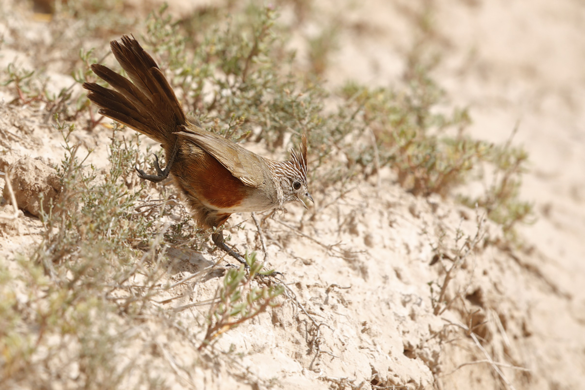 mis fotos de aves: Rhinocrypta lanceolata Gallito Copetón Crested Gallito
