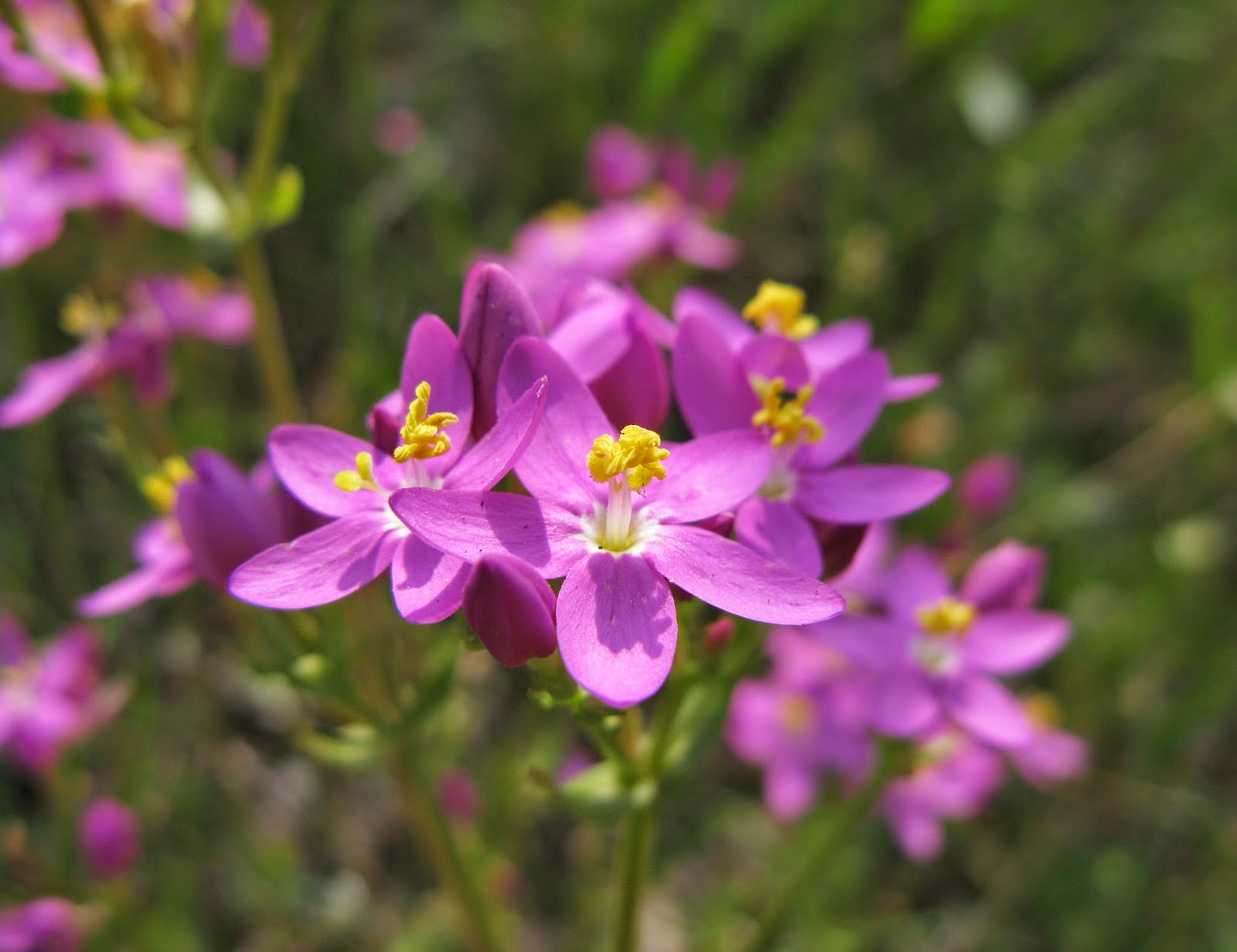 Flores y Palabras: Centaura menor (3)
