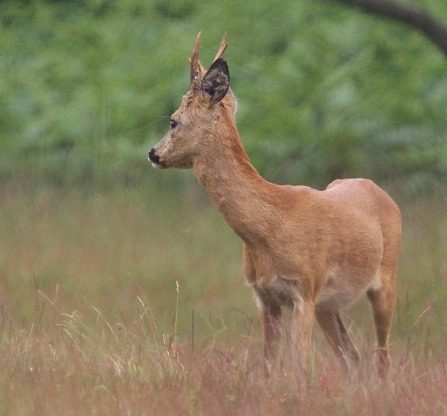 (AWD)....... AMSTERDAMSE WATERLEIDING DUINEN: Reeën Populatie ...