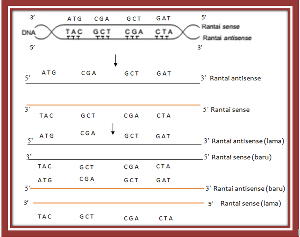 Replikasi DNA dan Kode Genetik - Materi Pendidikan Dasar, SMP, SMA ...
