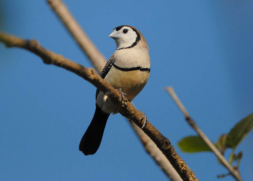 Bird Pictures and Information