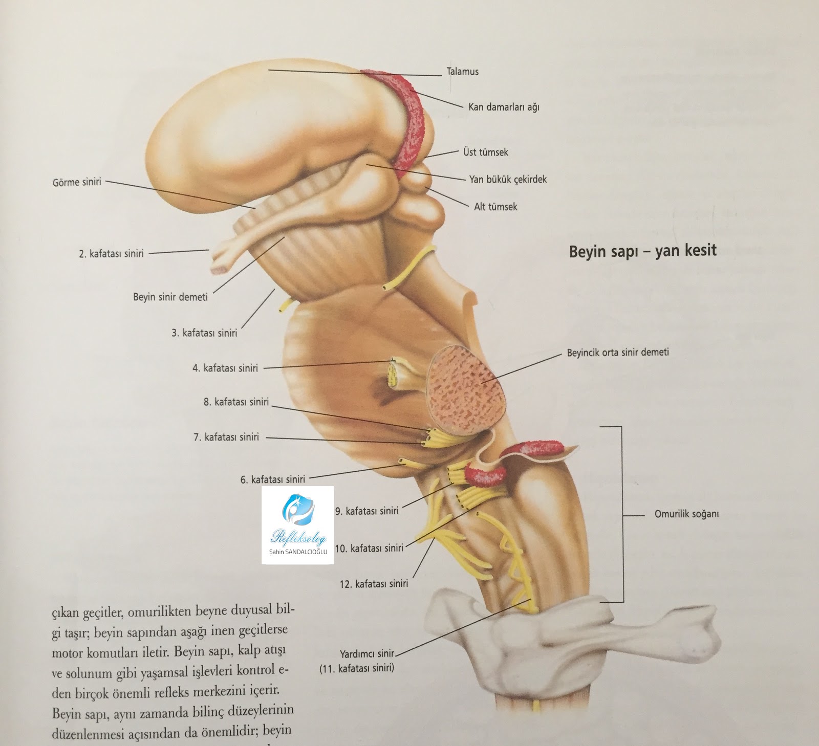 Refleksoloji ve Masaj: BEYİN SAPI