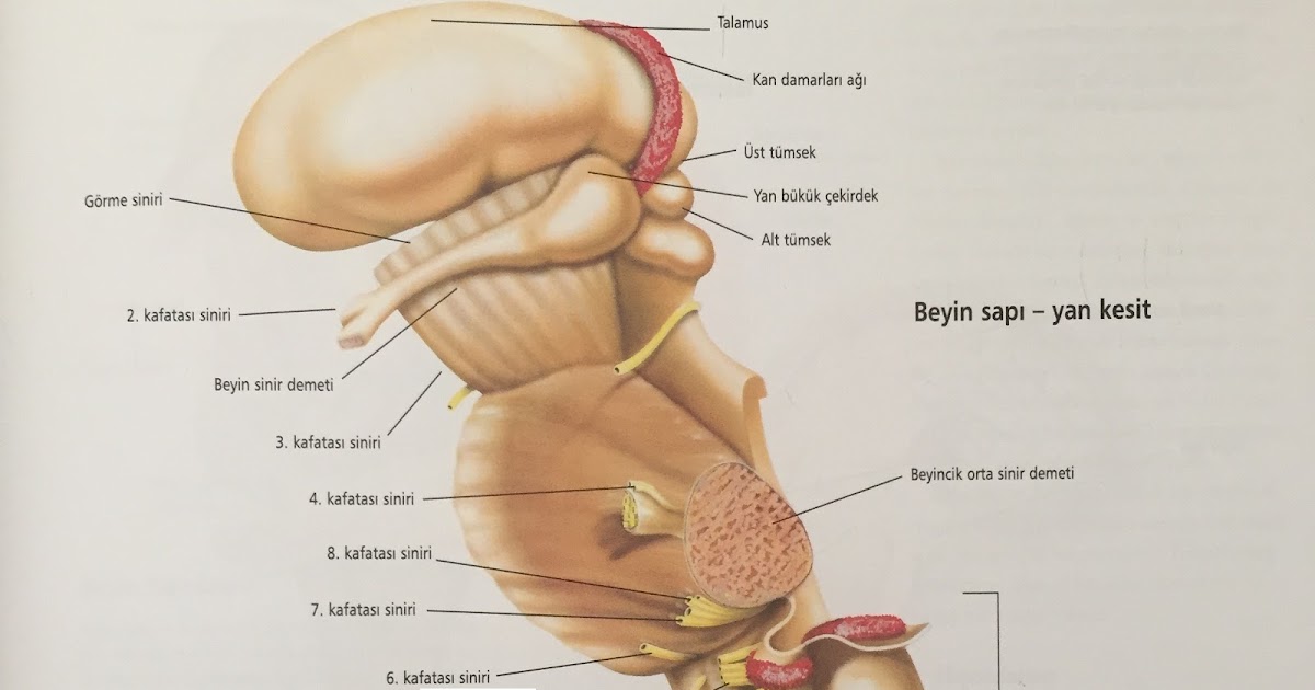Refleksoloji ve Masaj: BEYİN SAPI