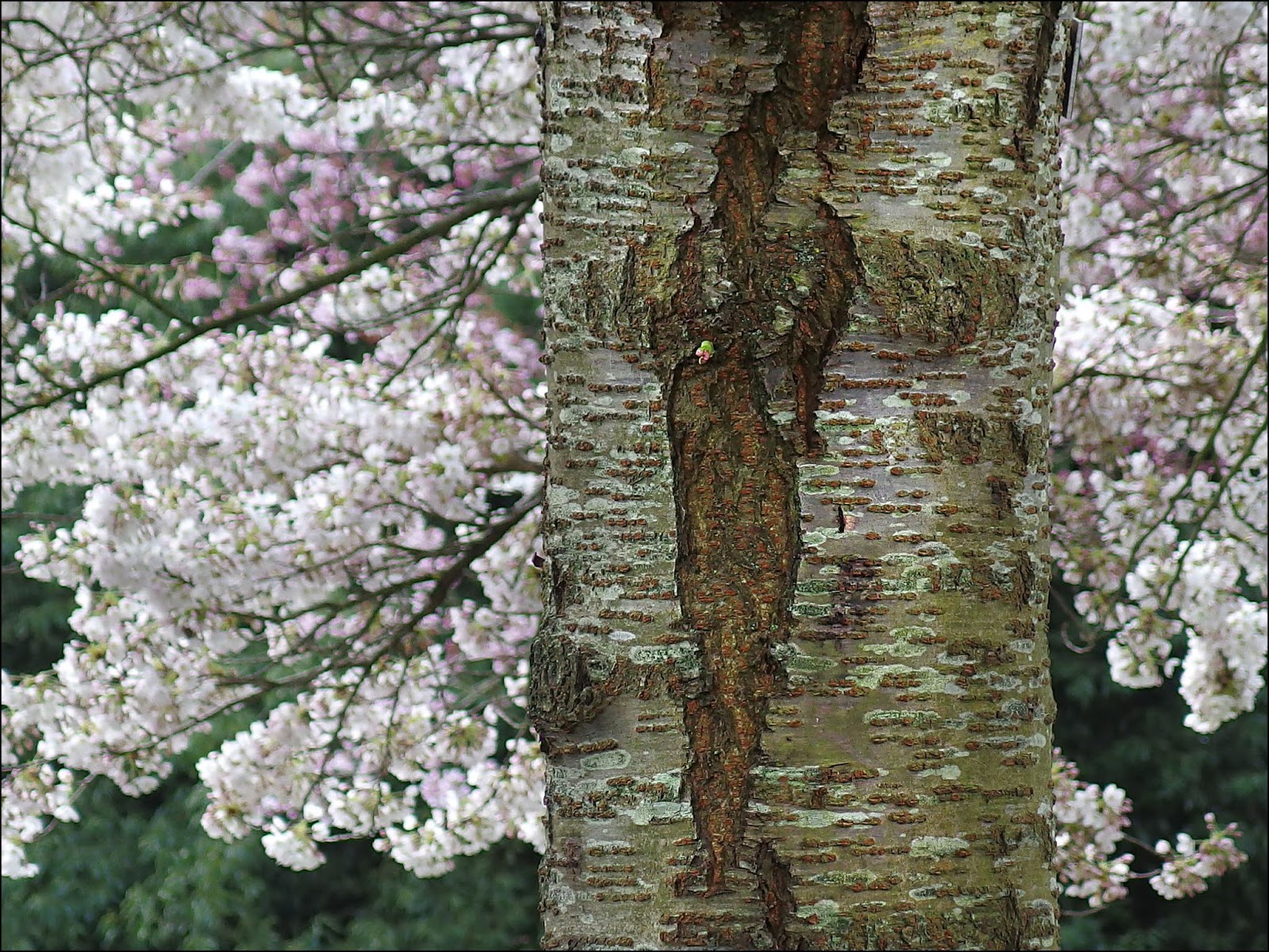 "By Stargoose And Hanglands": March Flower, March Tree