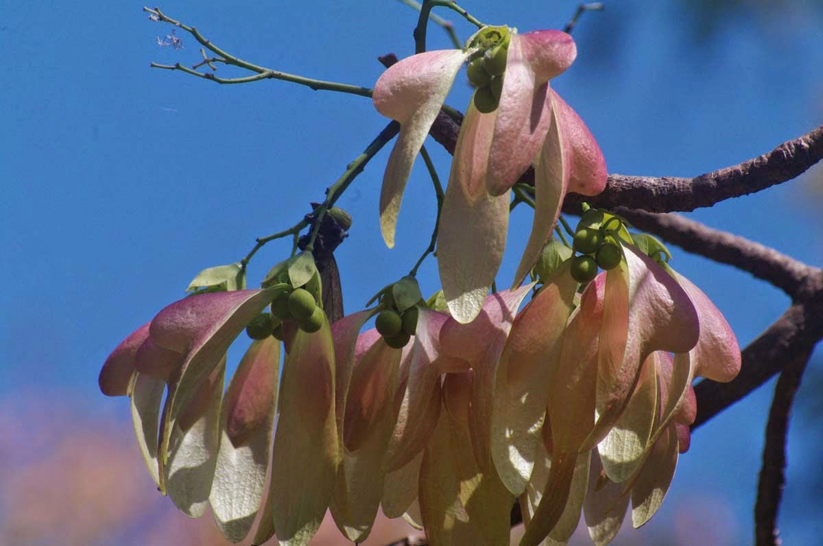 Steve & Marcia on the Rock: Corregidor Journal: Birds, nests, seed pods ...