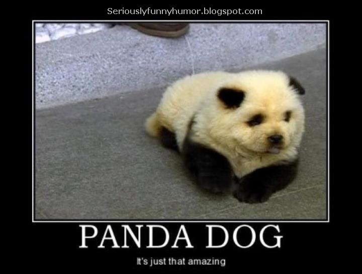 Panda Dog - It's just that amazing | Seriously Funny Humor