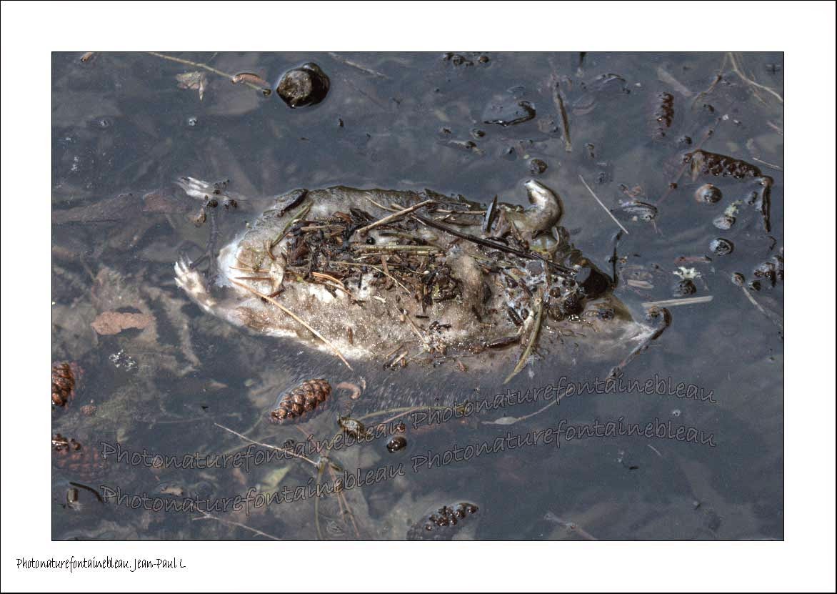 Passe à "gibiers" ou échappatoires à animaux sauvages. Canal du Loing ...