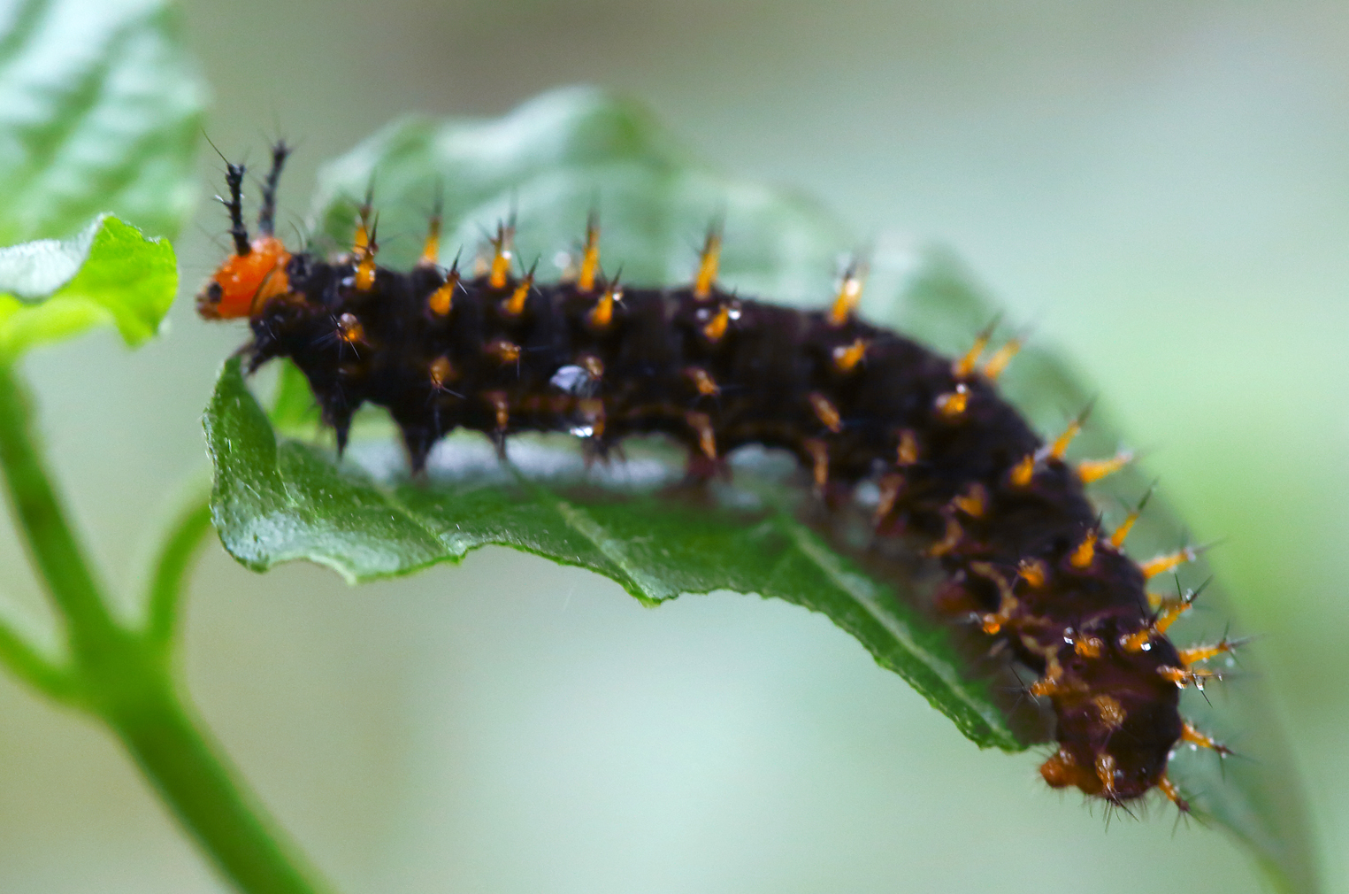 JJ's Photographic nature blog: Butterflies and The Bard.....