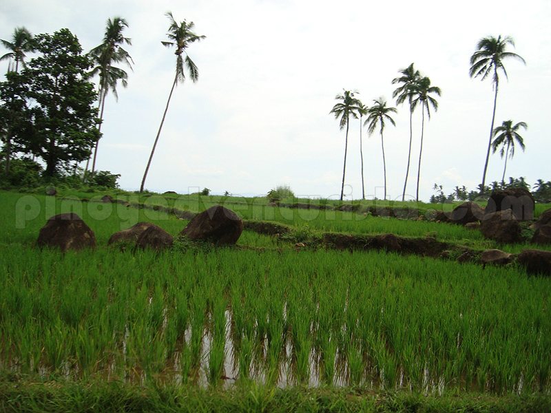 Biliran - Iyusan Rice Terraces and Mainit Hot Spring | Blogs, Travel ...