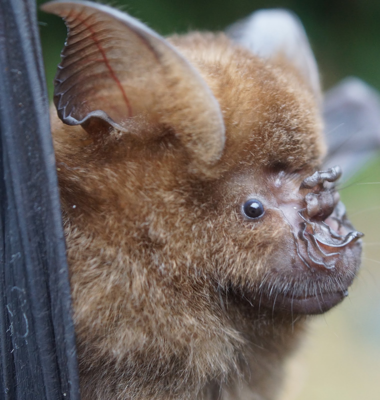 Steven Crook: Blessed by bats (Taiwan Business Topics)