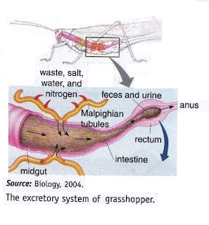 Excretory system in Animal - New Science Biology