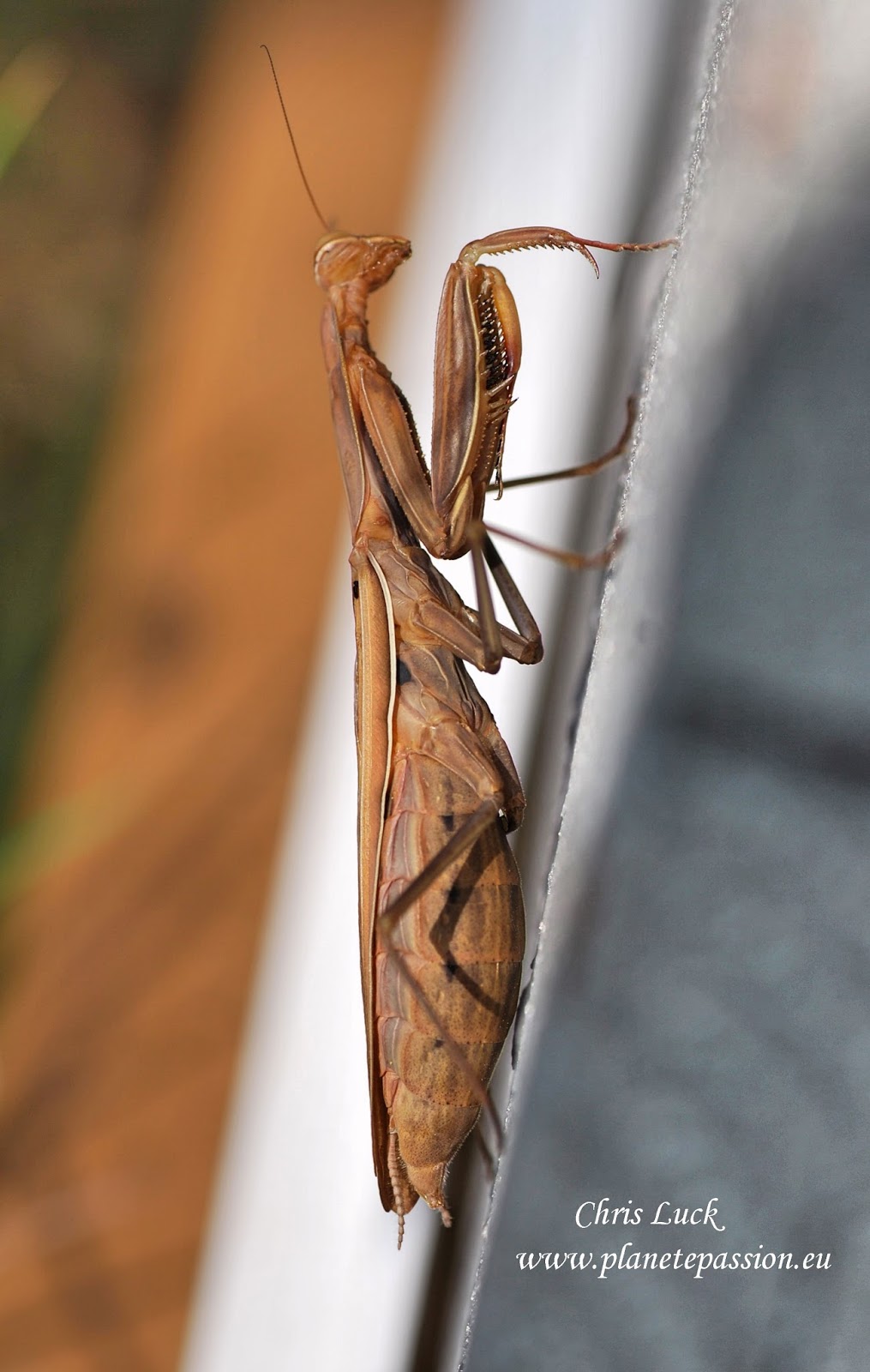 French wildlife and beekeeping: Praying Mantis in France - Mantis religiosa