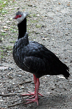 Animais: Xajá de poupa