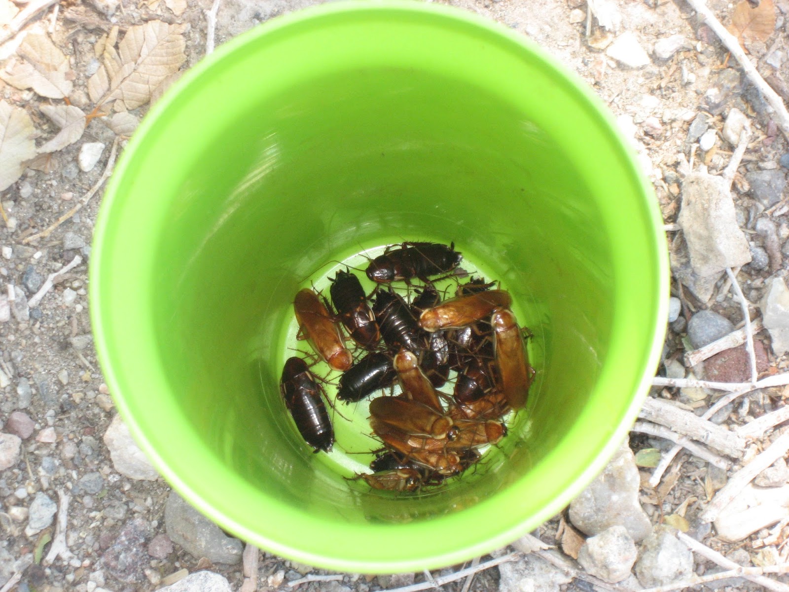 Living Rootless: Bernalillo, New Mexico: Cup o' Roaches