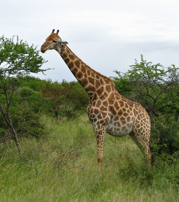 Long Neck Animal Giraffes | Animals Blog