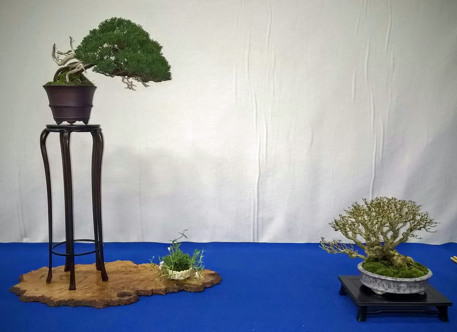 Bespoke Bonsai Stands: Bespoke Bonsai Stands in use at the 2016 ...