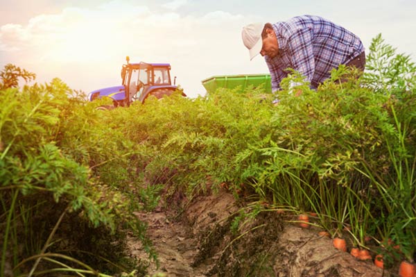 Ways Organic Farms Outperform Conventional Farms | Agriculture