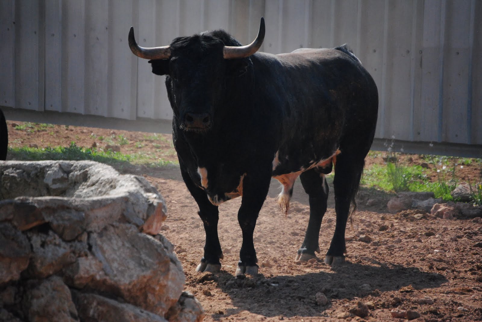 ESPAI TAURÍ: Toros en venta Corrals l´Afició en Museros