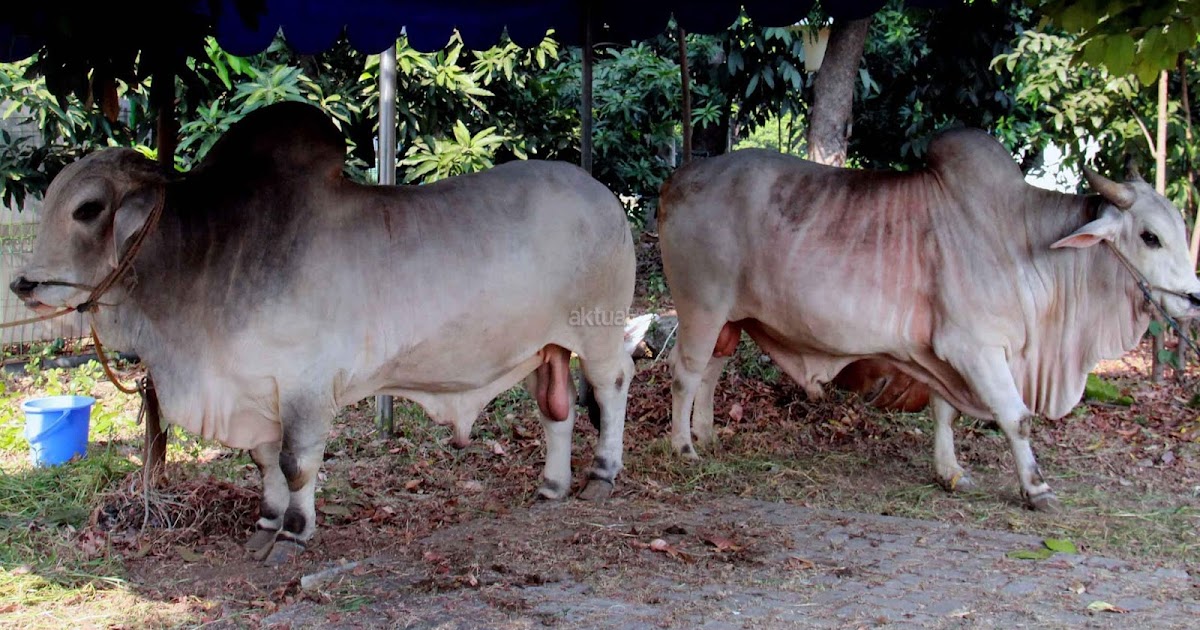 Tahun Ini Jokowi Qurbankan Sapi 1 Ton di Kulongprogo.. | Rayahaba.com