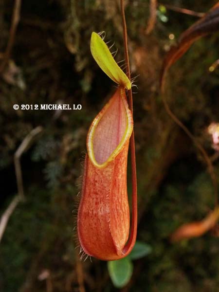 The rainforests of Borneo & Southeast Asia: Flora of Sabah (Dec. 2012)