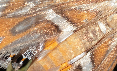 BunyipCo: November 2012