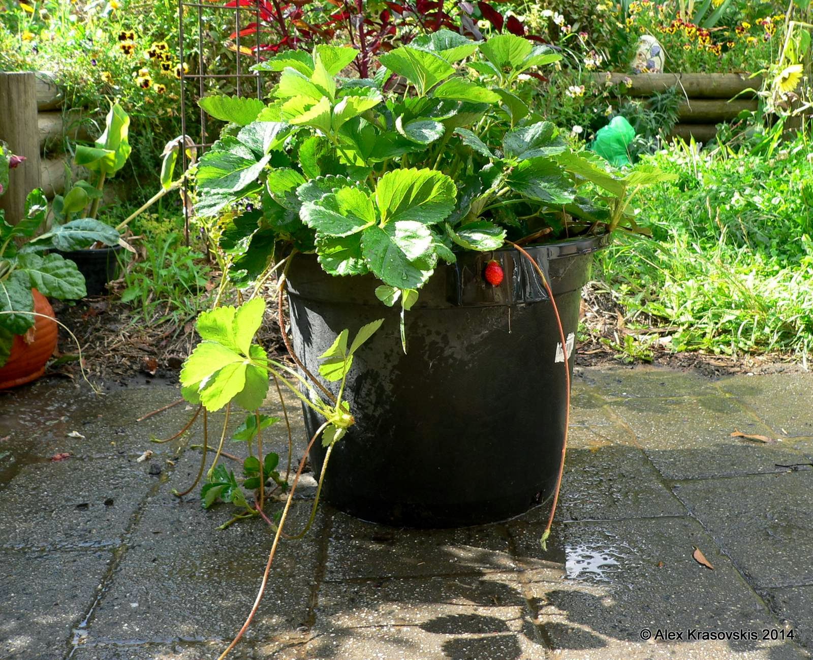 Aggregata Plants & Gardens: Propagating strawberry plants from runners ...