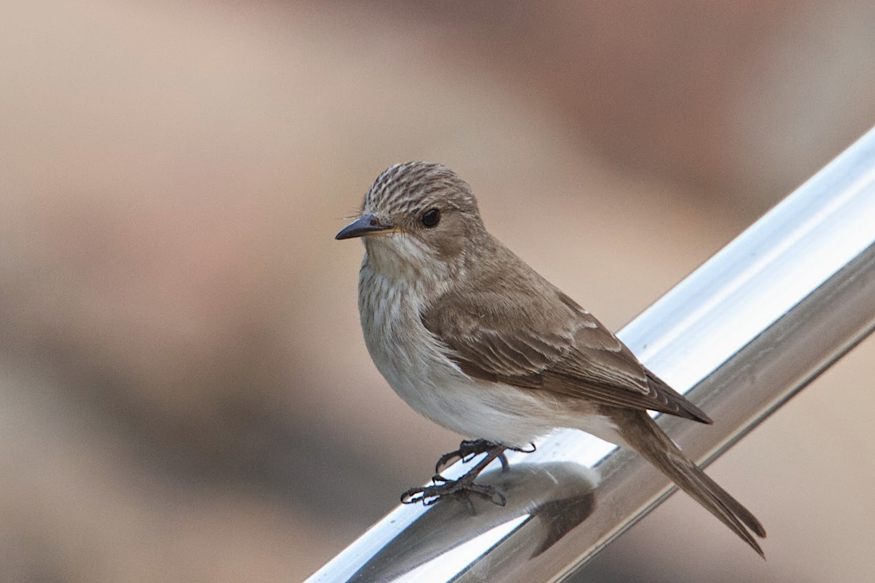 Charlie Sargent's bird ringing: Port Andratx Majorca birds