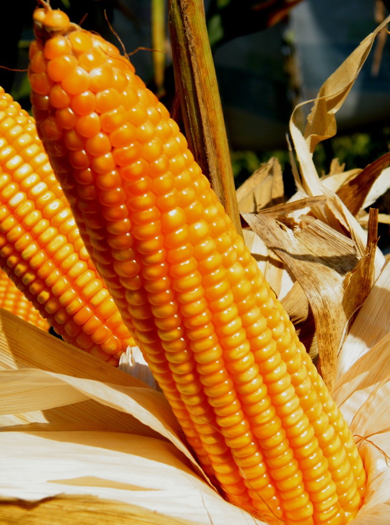 Harga Jagung BNS Indonesia: JAGUNG ARJUNA dan KALINGGA | Jagung ...