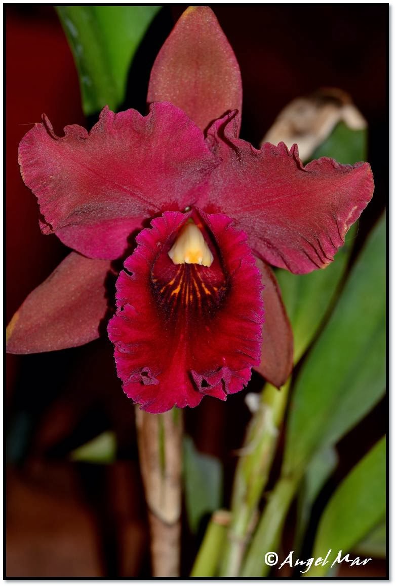 Orquídeas Blog de Angel Mar: Cattleyas (Cuidados básicos)