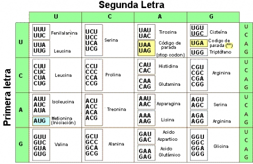 CMC sherezade: CÓDIGO GENÉTICO