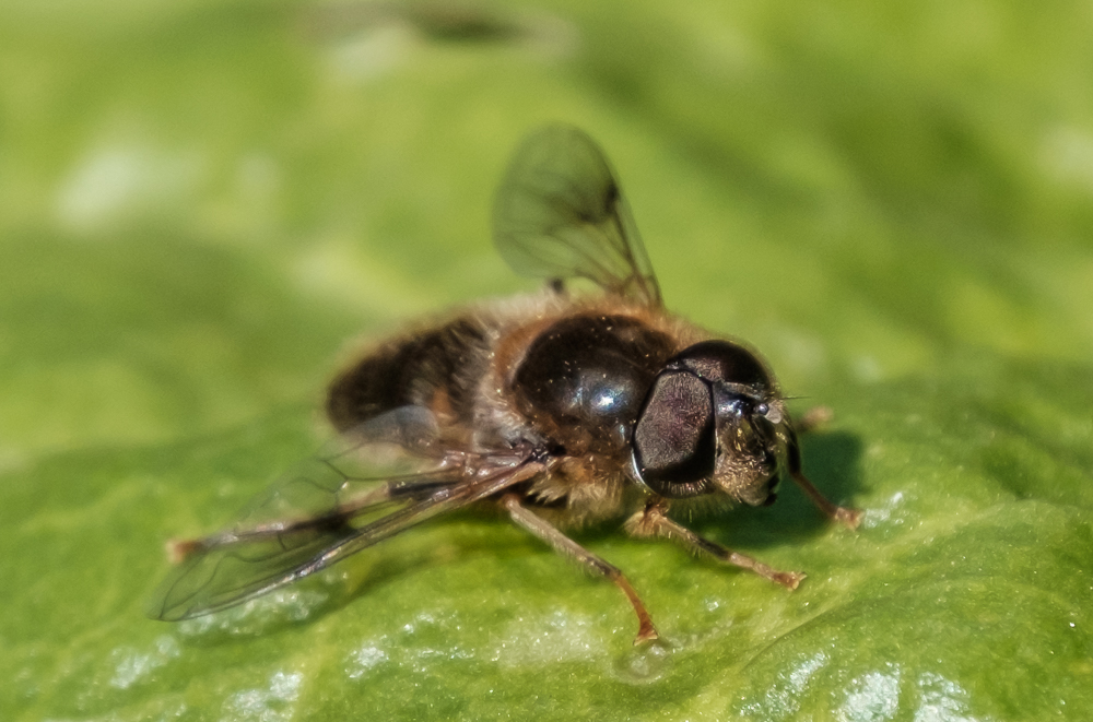 Ann Miles Photography: Bee flies, Bees and Fly