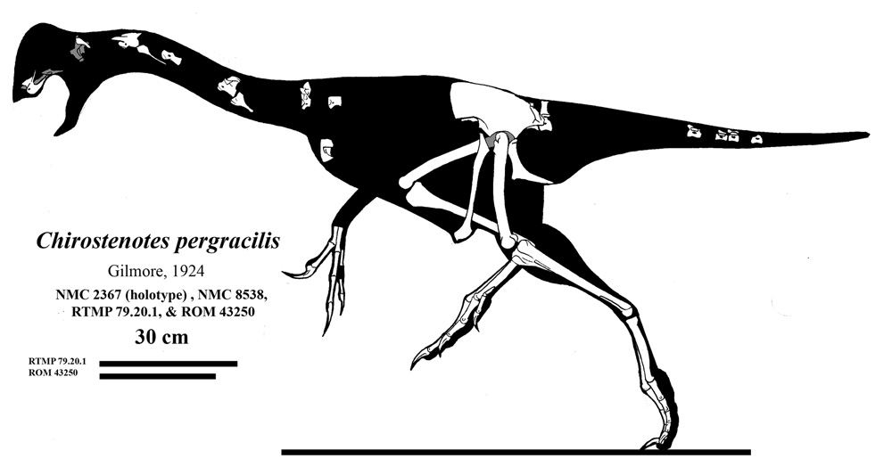 Extinct Animal of the Week: Even In Canada I Bet Chirostenotes Is Warmer
