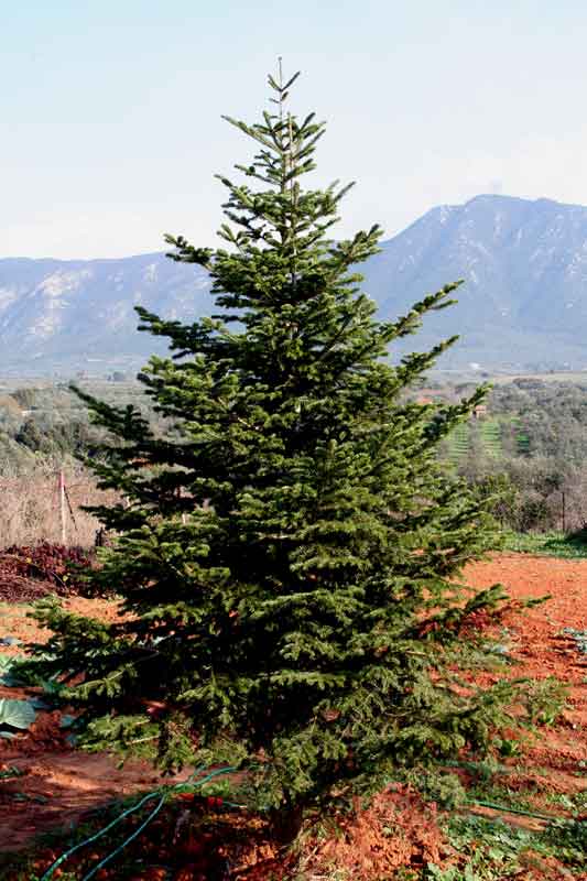 Miranta's little garden: ΧΡΙΣΤΟΥΓΕΝΝΙΑΤΙΚΟ ΕΛΑΤΟ