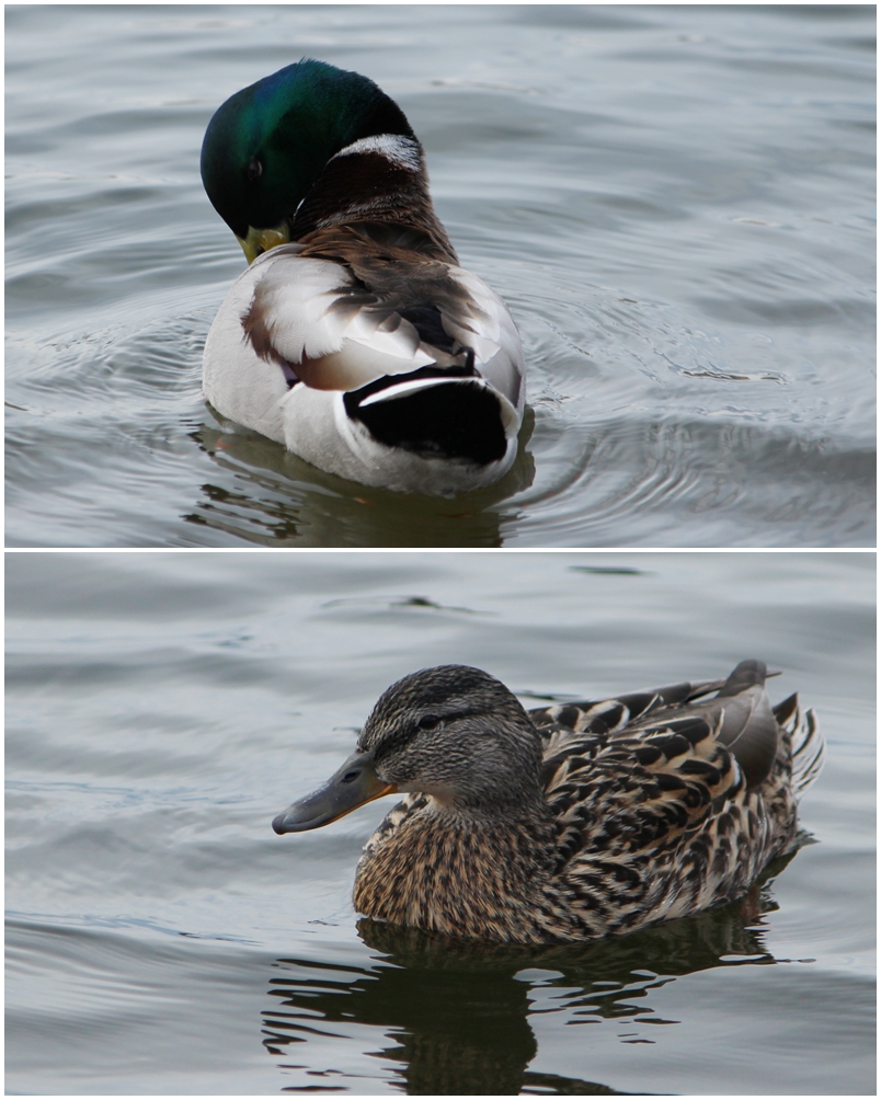 Jälleen lintuja kuvaamassa