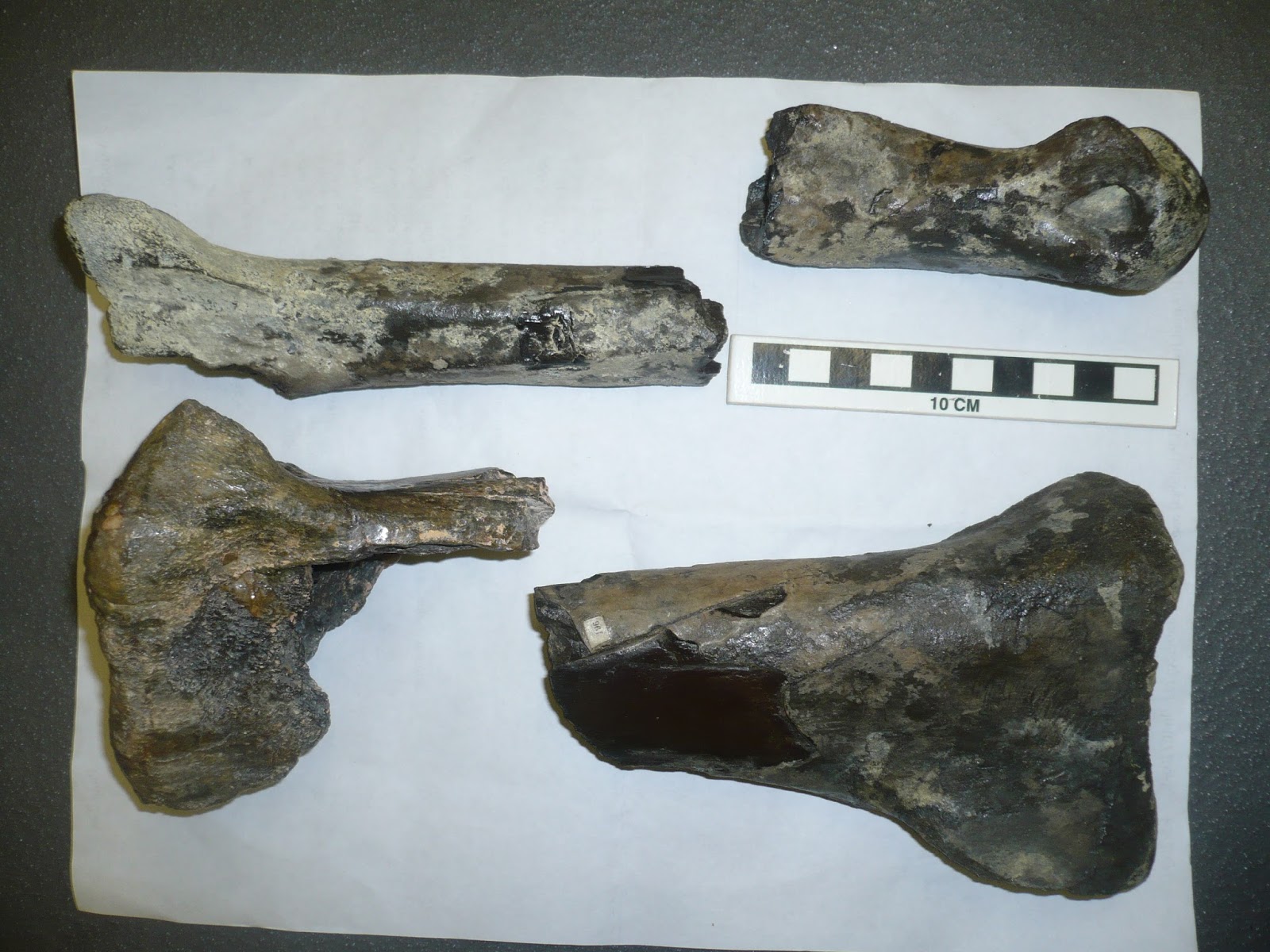 The Theropod Database Blog: Theropod Database pilfered again ...
