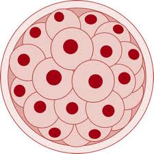 (10b) Embryology and society.