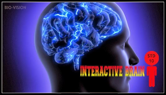 HUMAN BRAIN - INTERACTIVE FOR 10th BIOLOGY