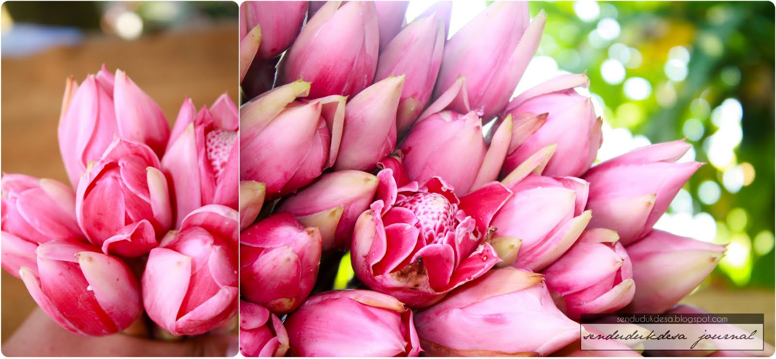 sendudukdesa journal: Bunga Kantan - Backyard Business