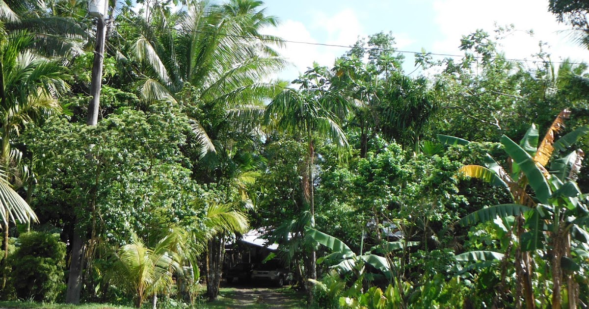 Ethnobotany class observes Pohnpeian sakau ceremony
