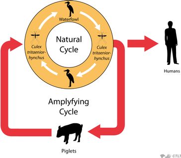 Chiragan चिरागन: A Short notes on Japanese Encephalitis (Dimagi Bukhar)