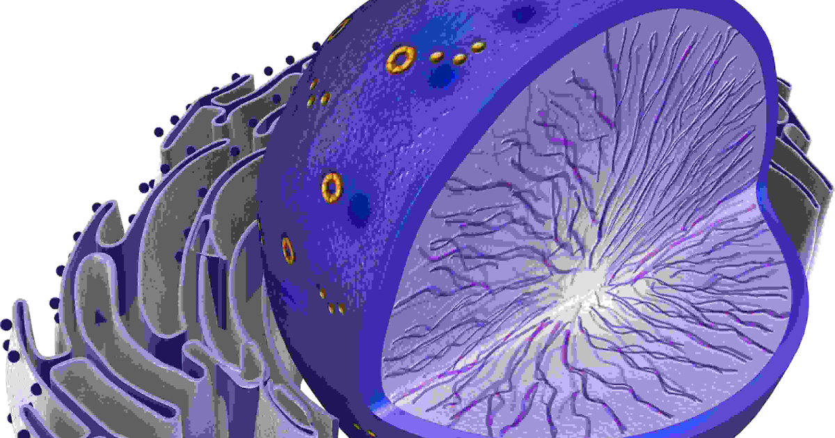 CIENCIA ACTIVA: Núcleo Celular, el centro de mando