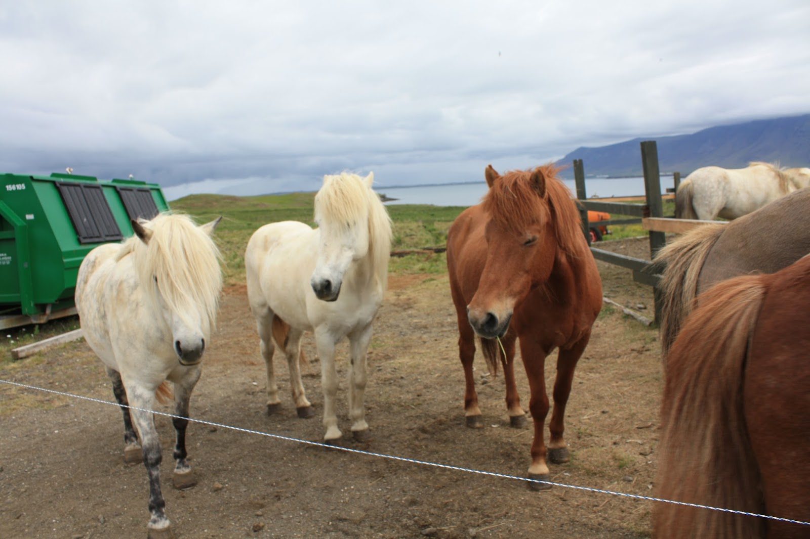 A Little Time and a Keyboard: Adventures Riding Icelandic Horses